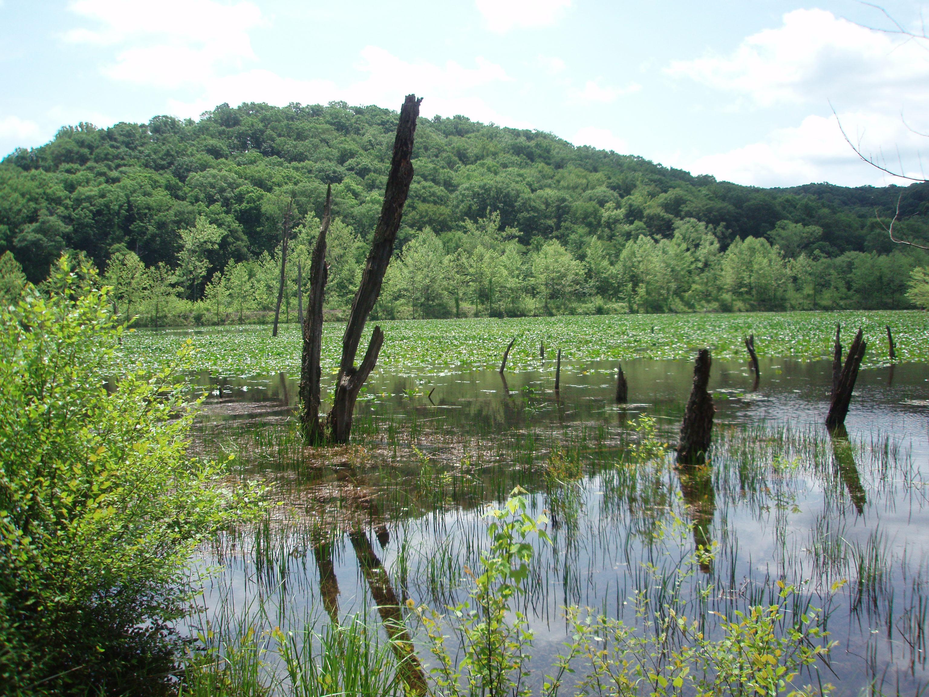 Zaleski Backpacking Trail